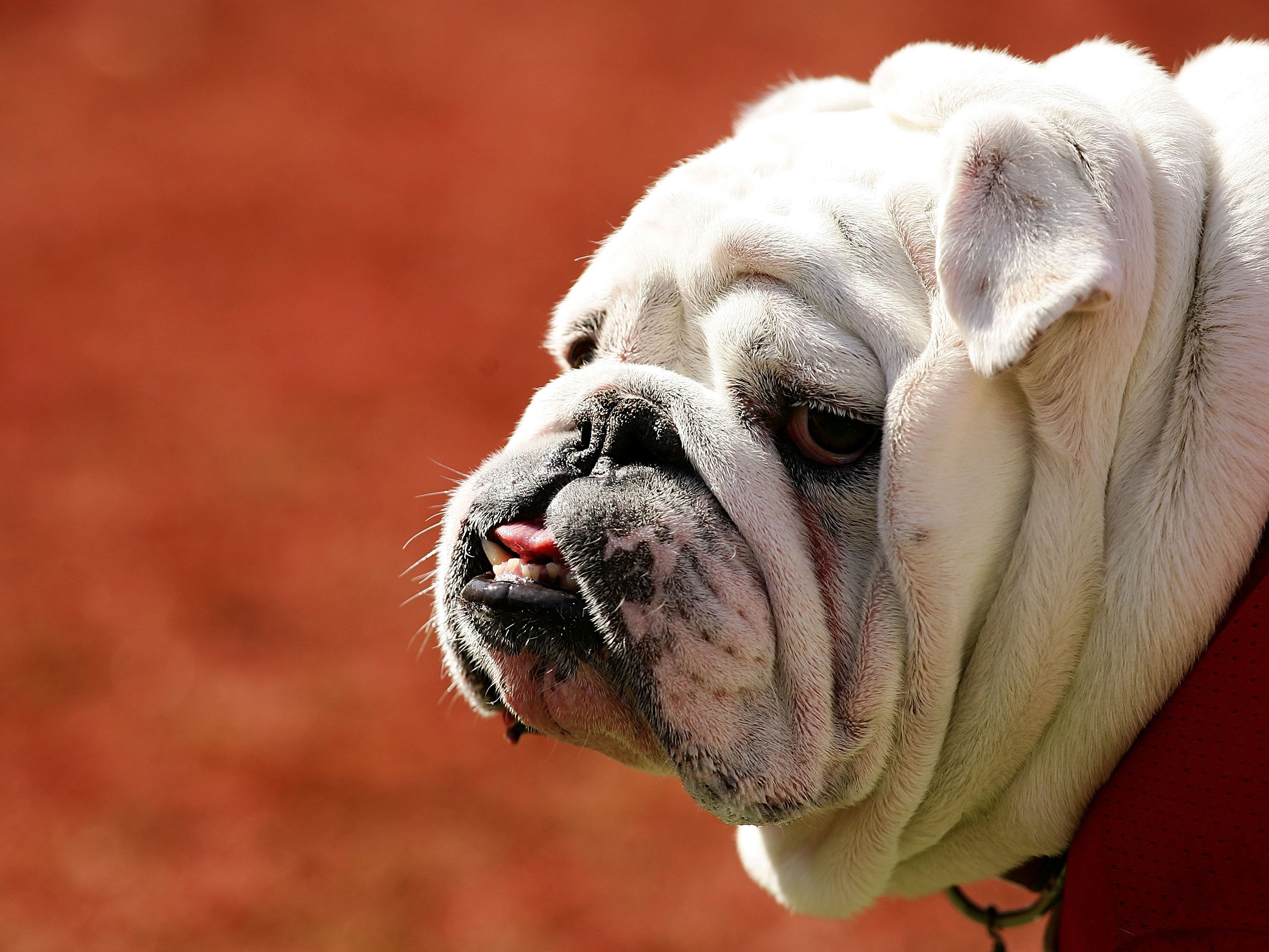 Ready for Uga VIII? A look back at Georgia's beloved mascot