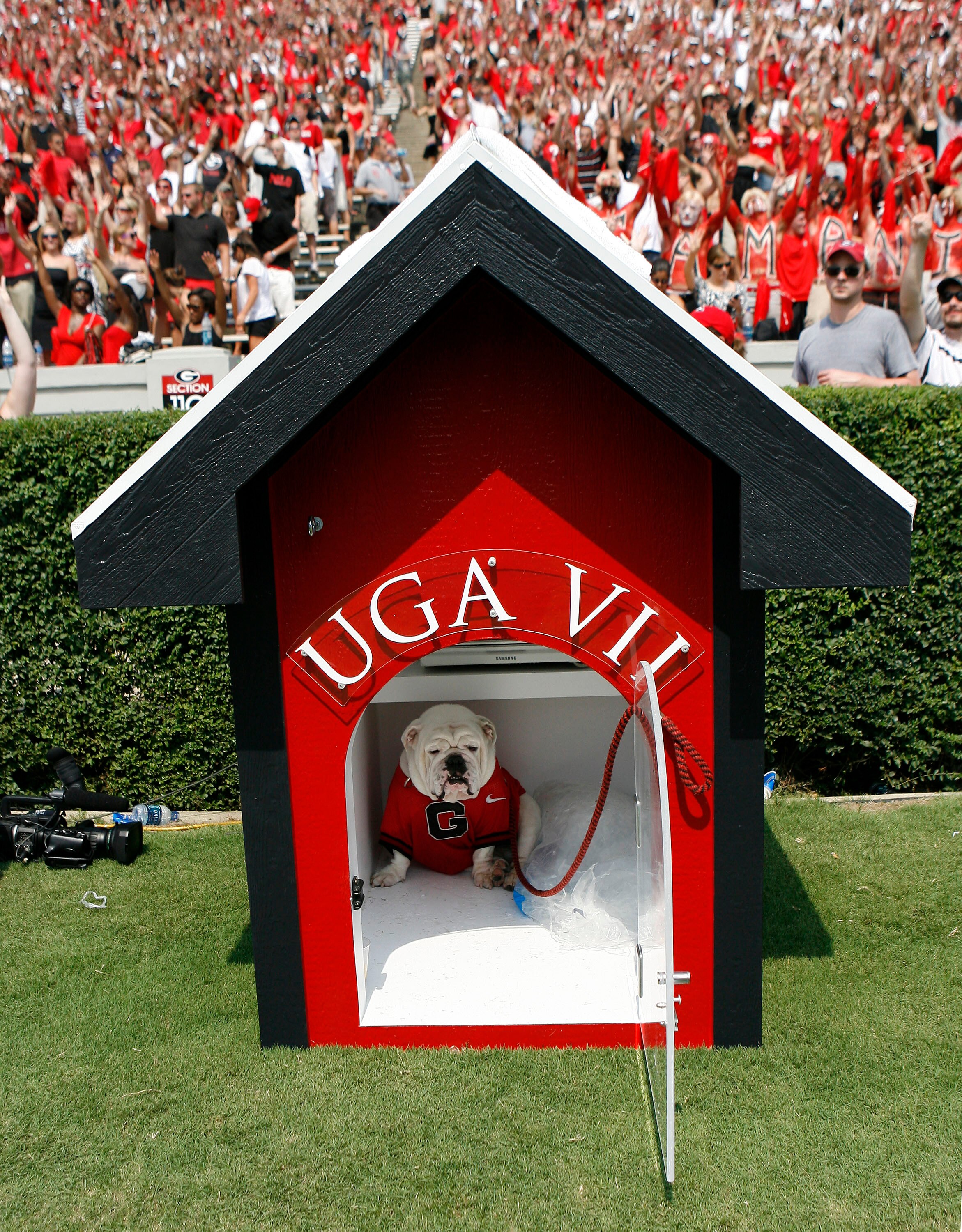 Ready for Uga VIII? A look back at Georgia's beloved mascot | News ...