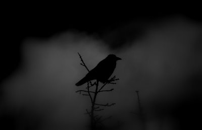 WWE: The Crow Is Coming To Resurrect the Undertaker From His Enemies ...